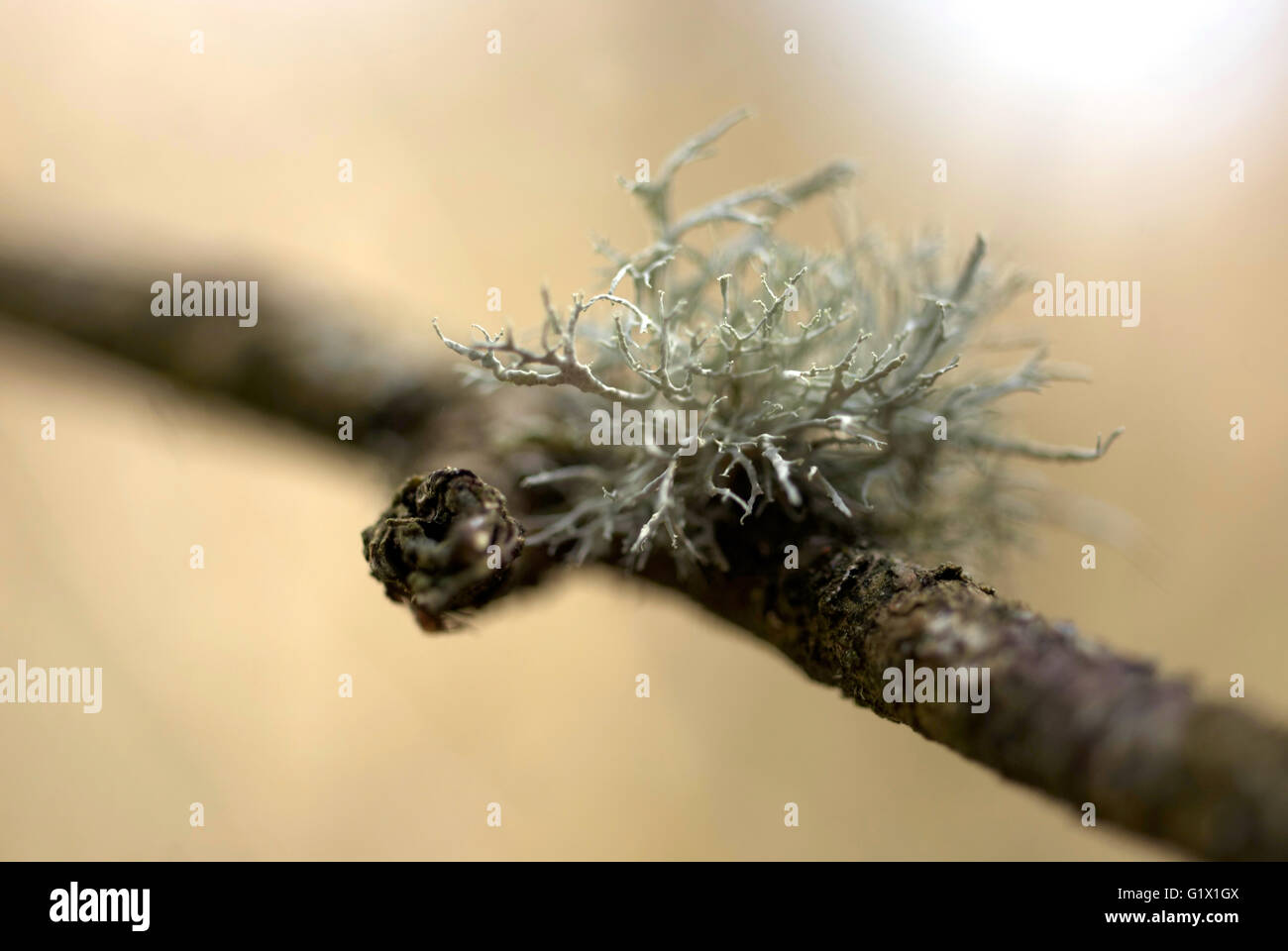 Lichen on Branch Stock Photo - Alamy