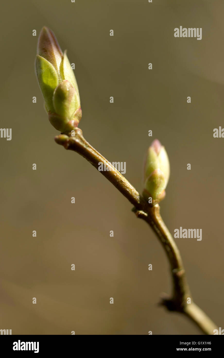 Burst buds hi-res stock photography and images - Alamy