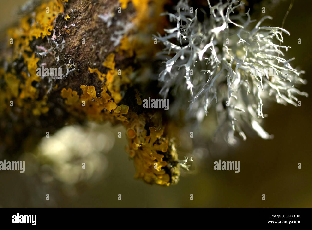 Lichen on Branch Stock Photo - Alamy