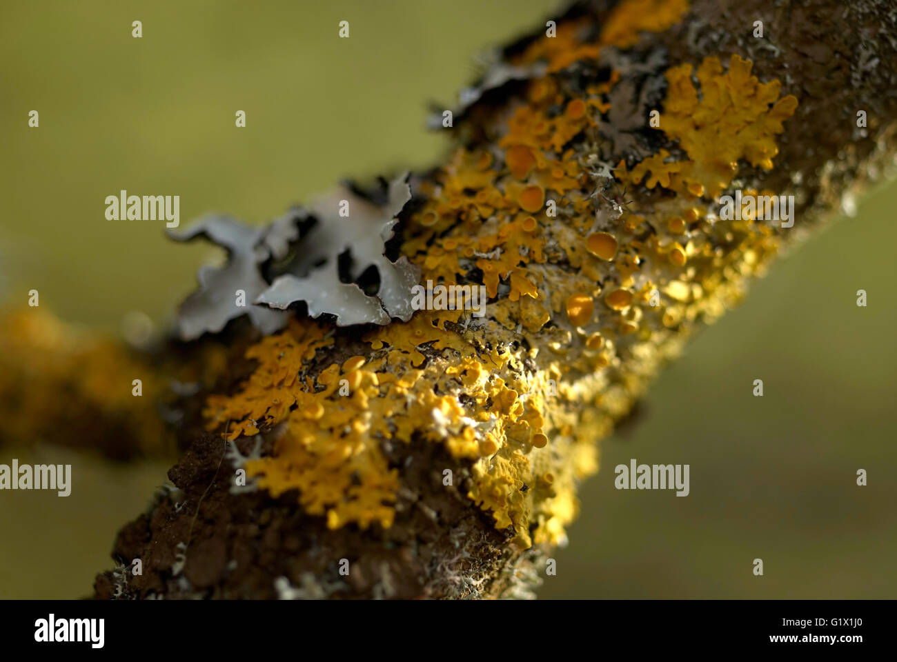 Branching lichen hi-res stock photography and images - Alamy
