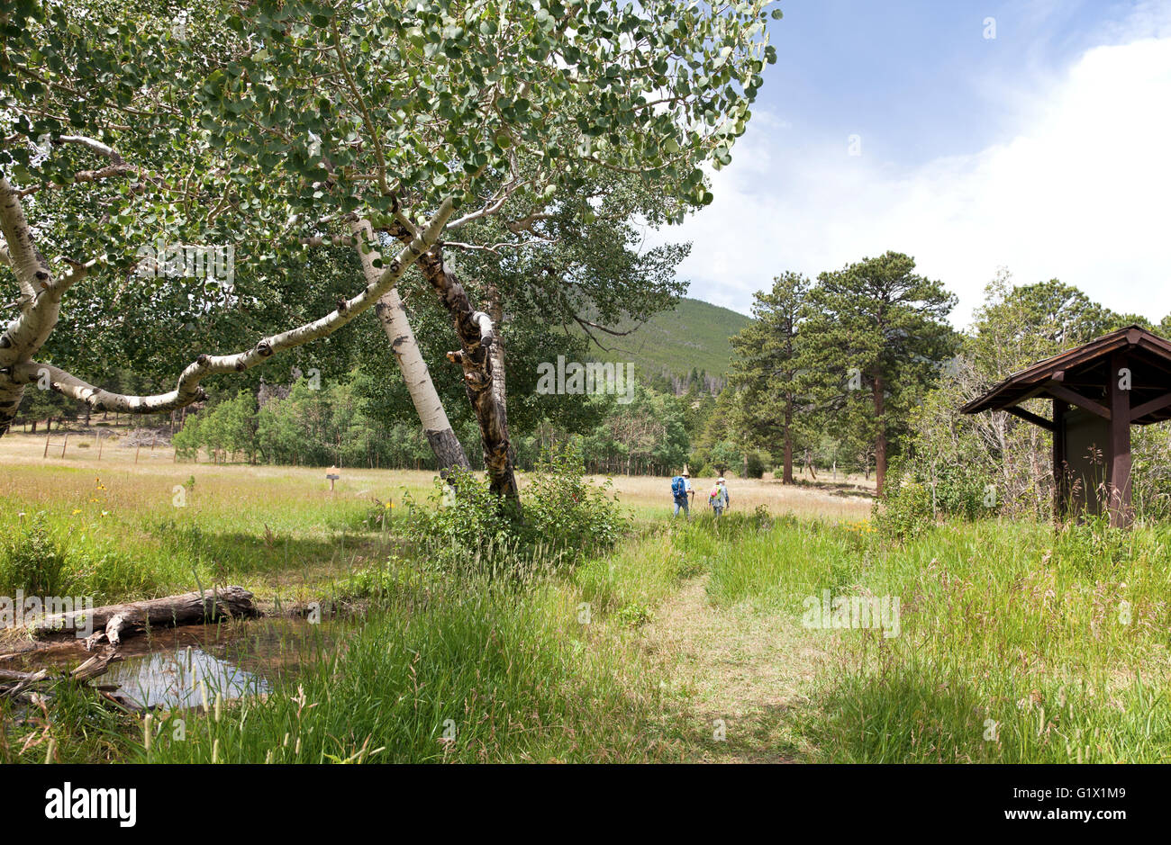 Trees frame walkers exploring Upper Beaver Meadows, Rocky Mountain ...