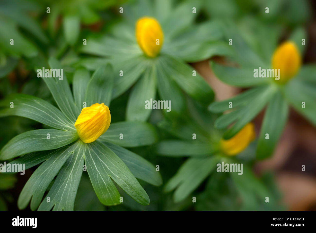 Yellow Wood Anemone [Anemone ranunculoides] / Spring flowers Stock ...