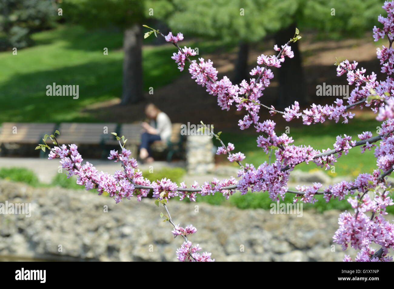 Lilacs tree flower hi-res stock photography and images - Alamy