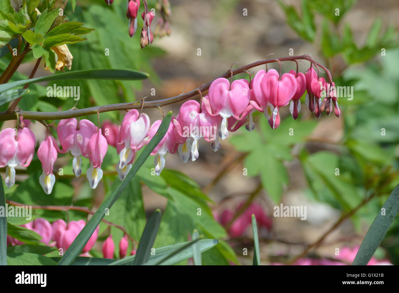Pink and white bleeding hearts hi-res stock photography and images - Alamy