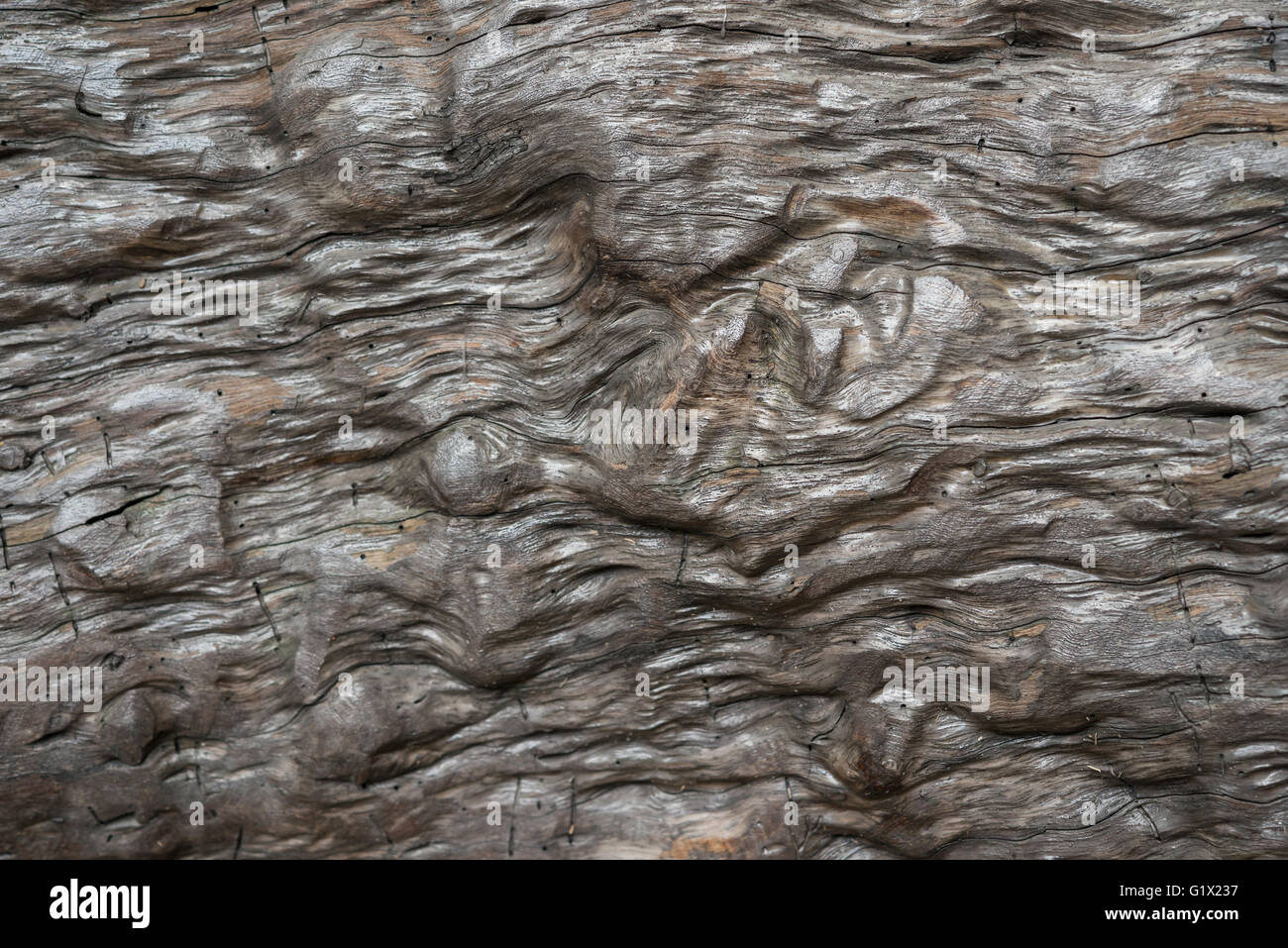 Tree bark texture hi-res stock photography and images - Alamy
