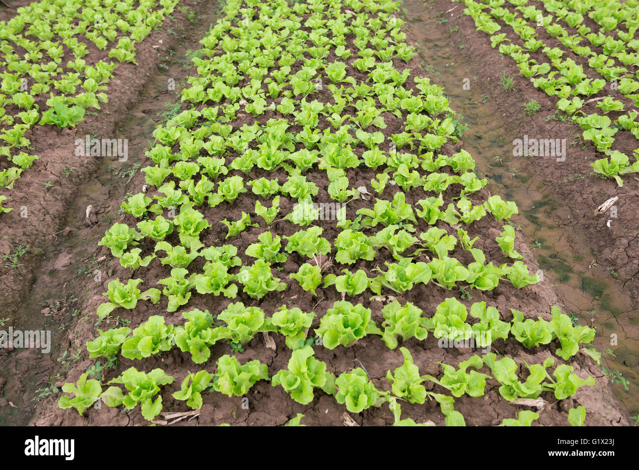 rows of planted lettuce on the field Stock Photo - Alamy