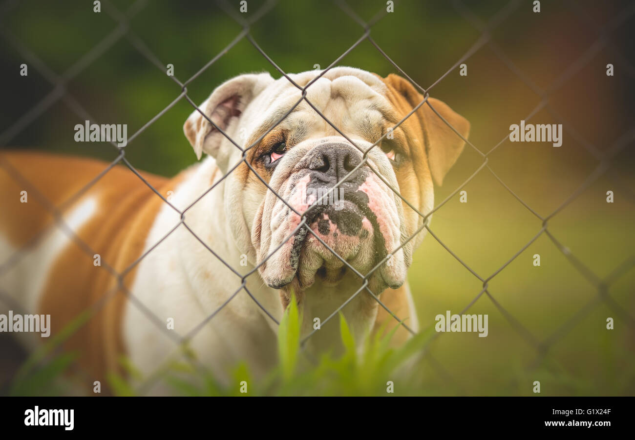 Guard dog behind the fence - English Bulldog Stock Photo - Alamy