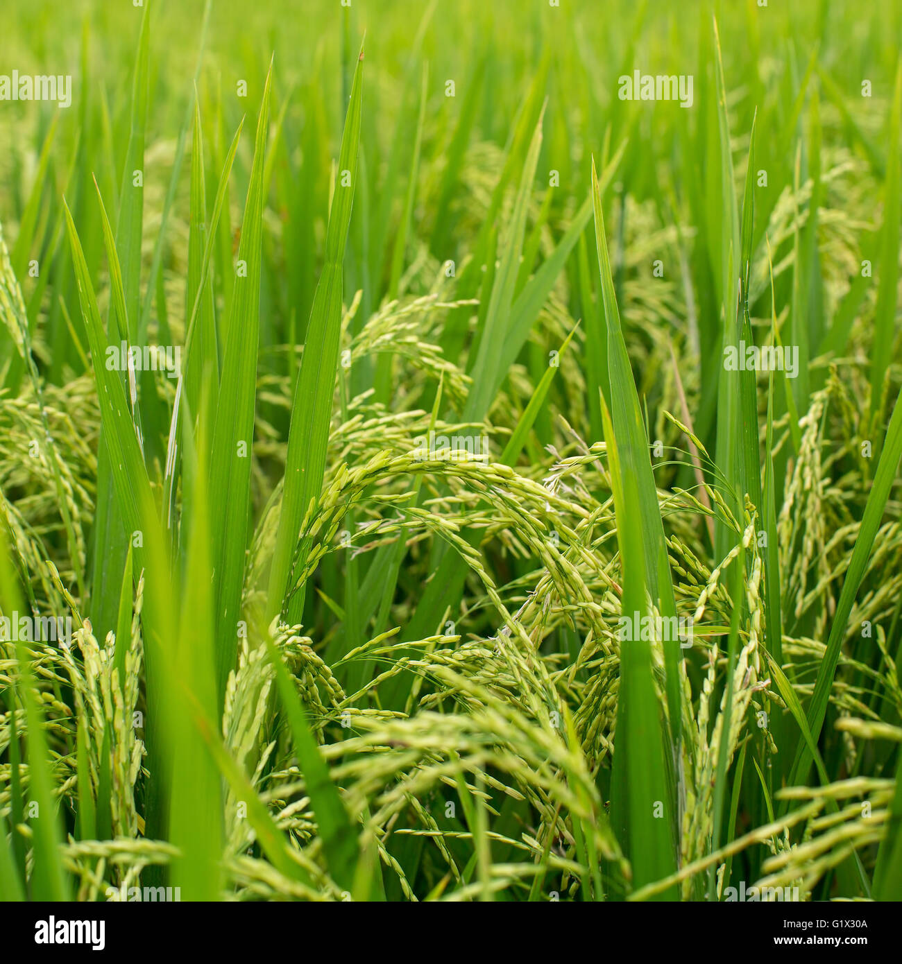 Green rice field, close-up Stock Photo - Alamy