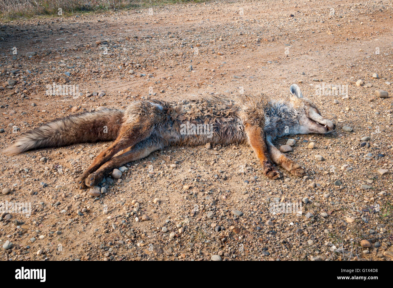 Dead fox hi-res stock photography and images - Alamy