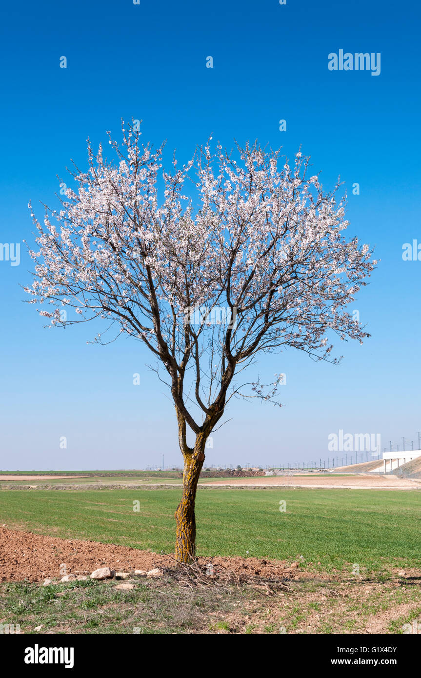 An almond tree in blossom in an agricultural landscape in Toledo ...