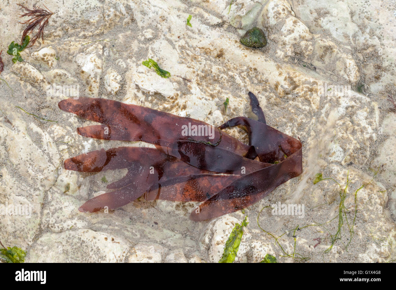 A frond of the sea weed Red Dulse Stock Photo - Alamy
