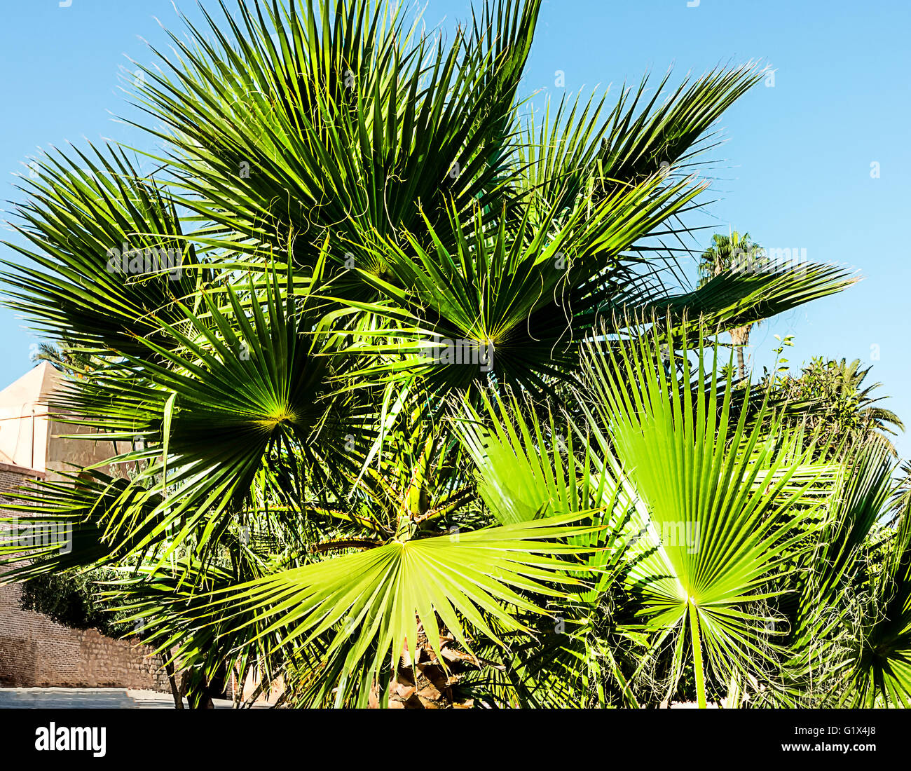 Beautiful palm tree in the sunshine Stock Photo - Alamy