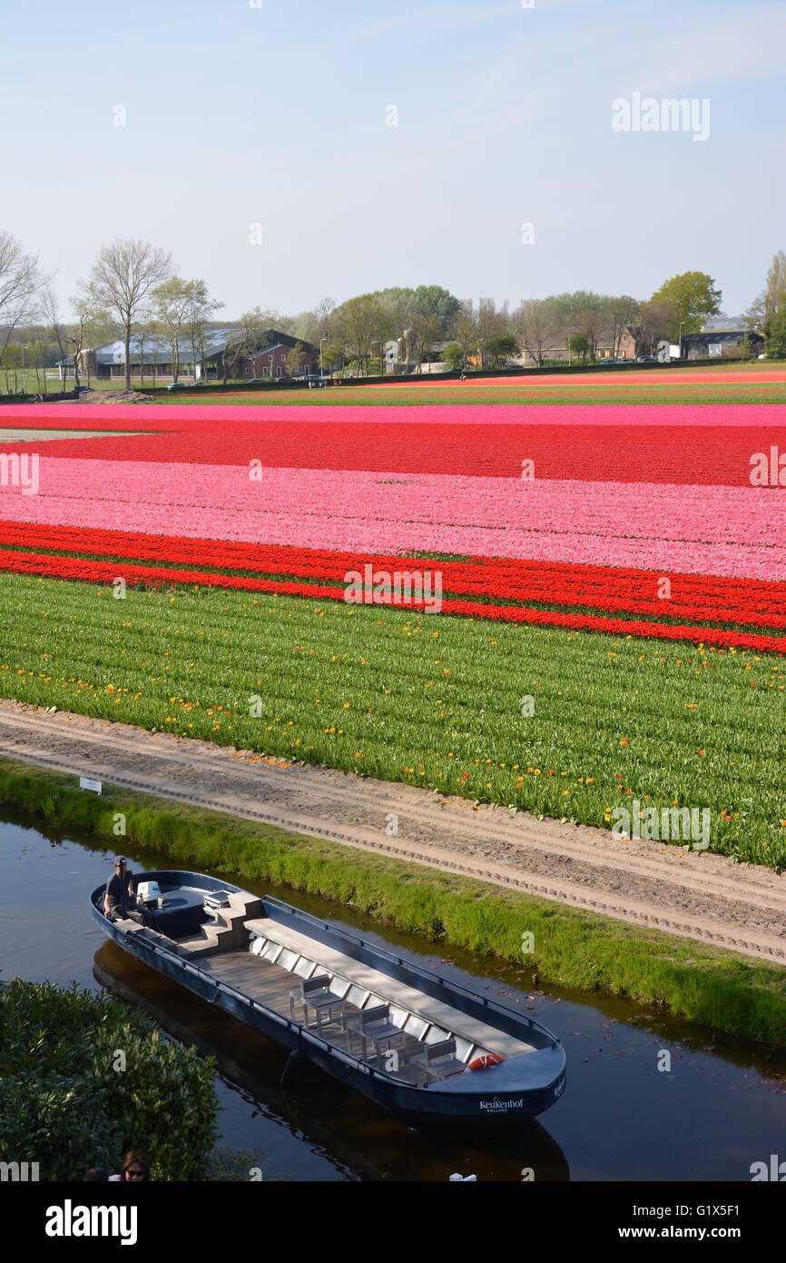 Dutch bulb tradition hi-res stock photography and images - Alamy