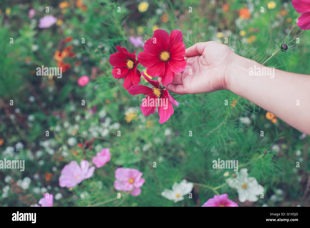 Female hand picking flowers hi-res stock photography and images - Alamy