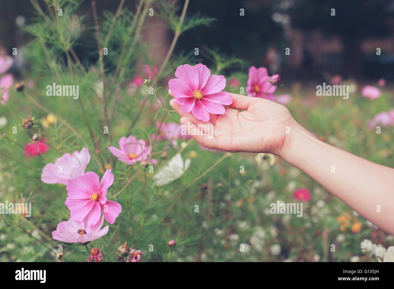 Female hand picking flowers hi-res stock photography and images - Alamy