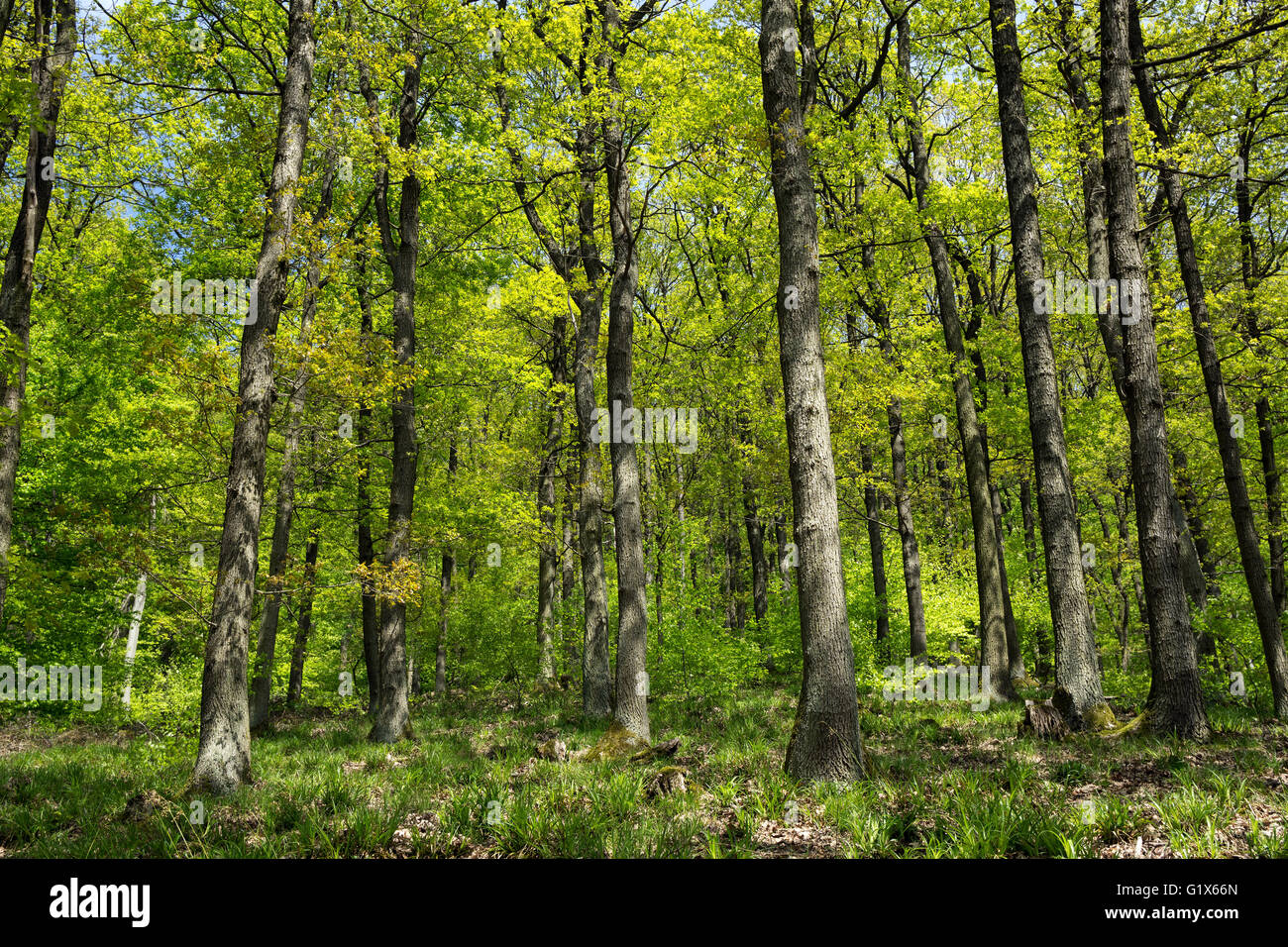 Oak (Quercus), oak forest in the spring, Dossenheim, Baden-Württemberg ...