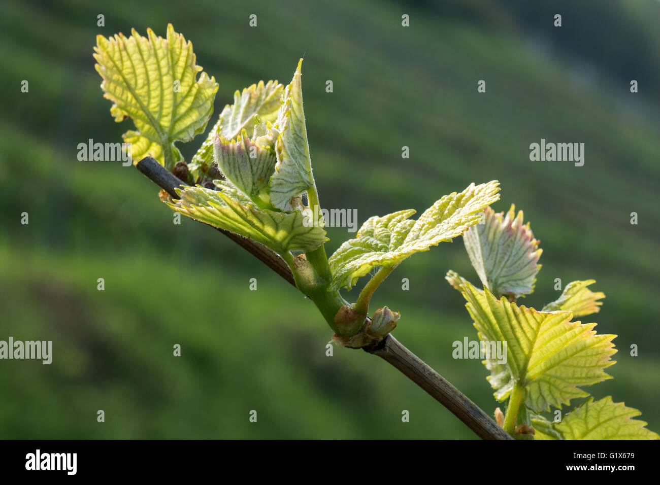 Grape vine young shoot hi-res stock photography and images - Alamy