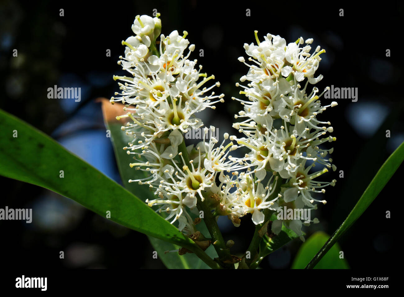 Flowers of cherry laurel (Prunus laurocerasus), also common laurel ...