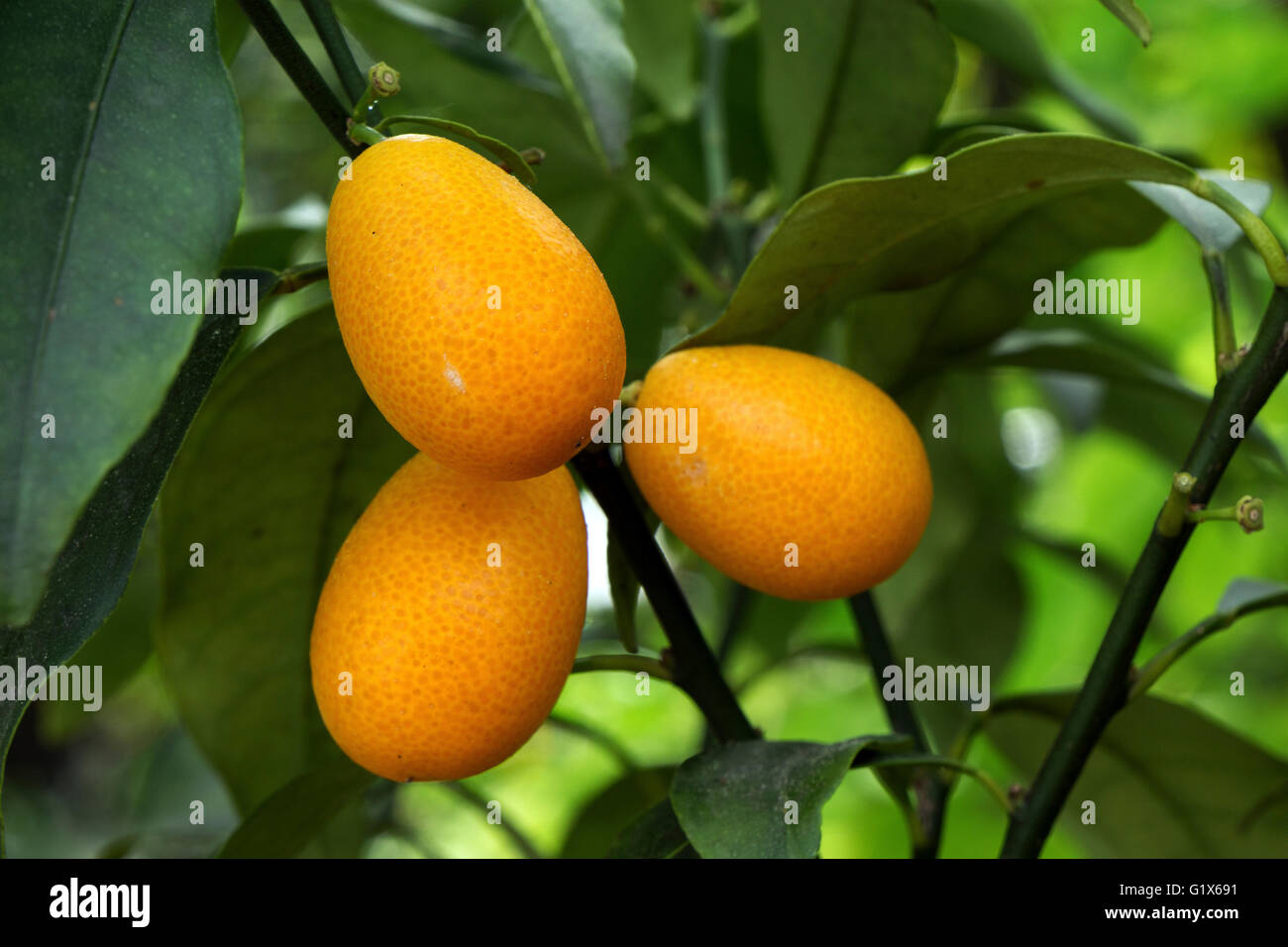 Kumquat (Fortunella), fruit on the tree Stock Photo - Alamy