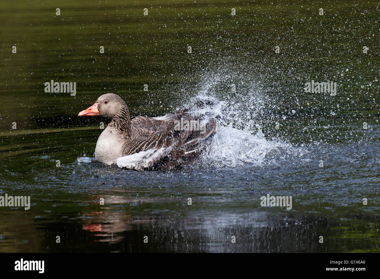 Bathing goose hi-res stock photography and images - Alamy