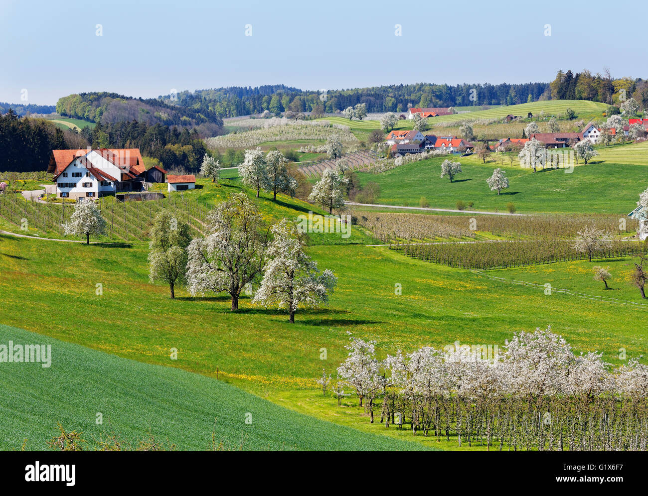Bavaria trees hi-res stock photography and images - Alamy