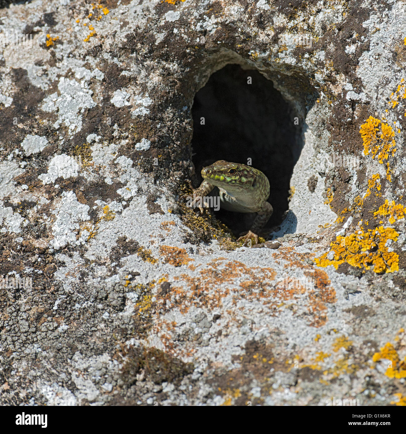 Sardinia wildlife hi-res stock photography and images - Alamy