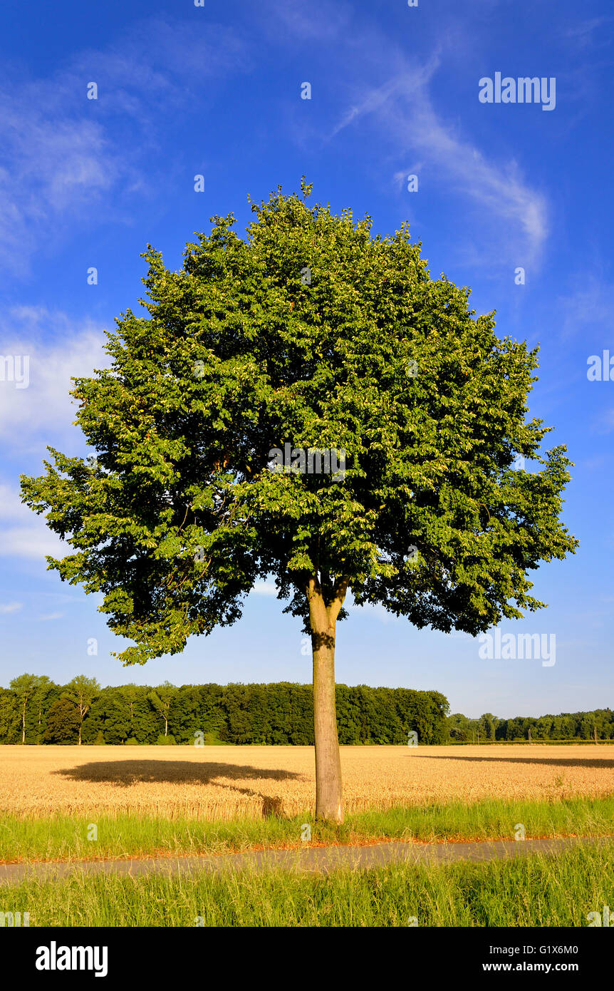 Tilia sp hi-res stock photography and images - Alamy