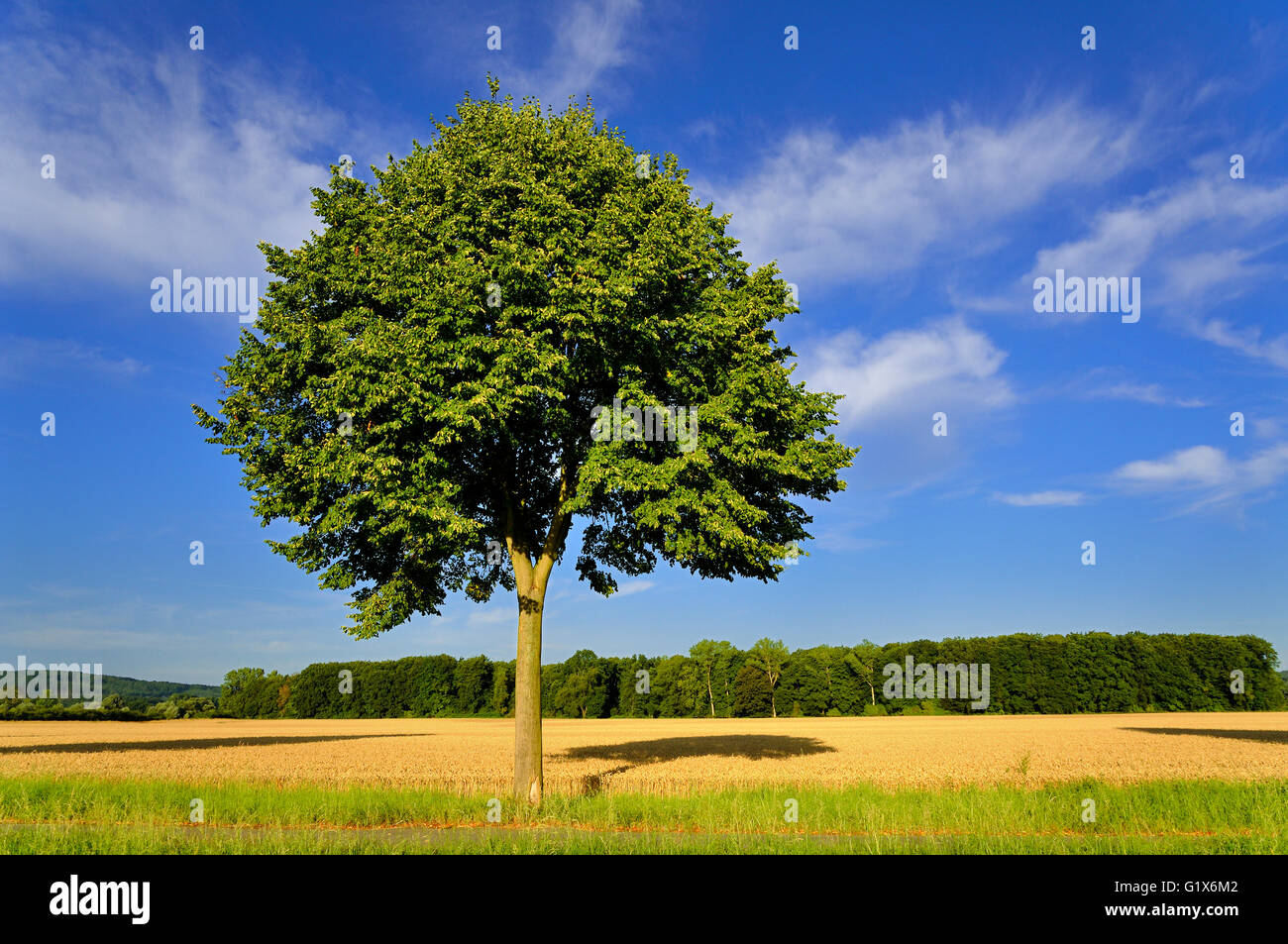 Tilia sp hi-res stock photography and images - Alamy