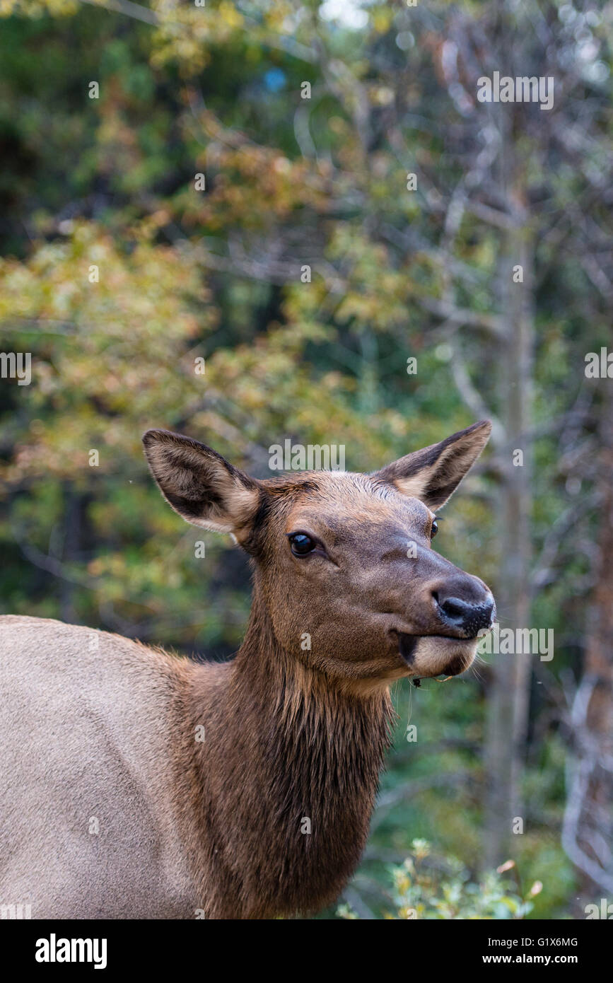 Canadian Elk