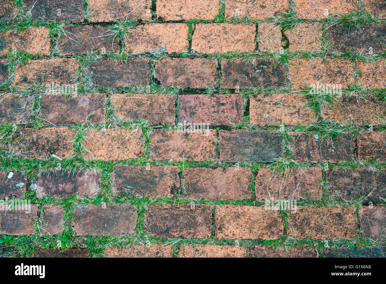 Way of brick, covered with grass, structure, detail Stock Photo - Alamy