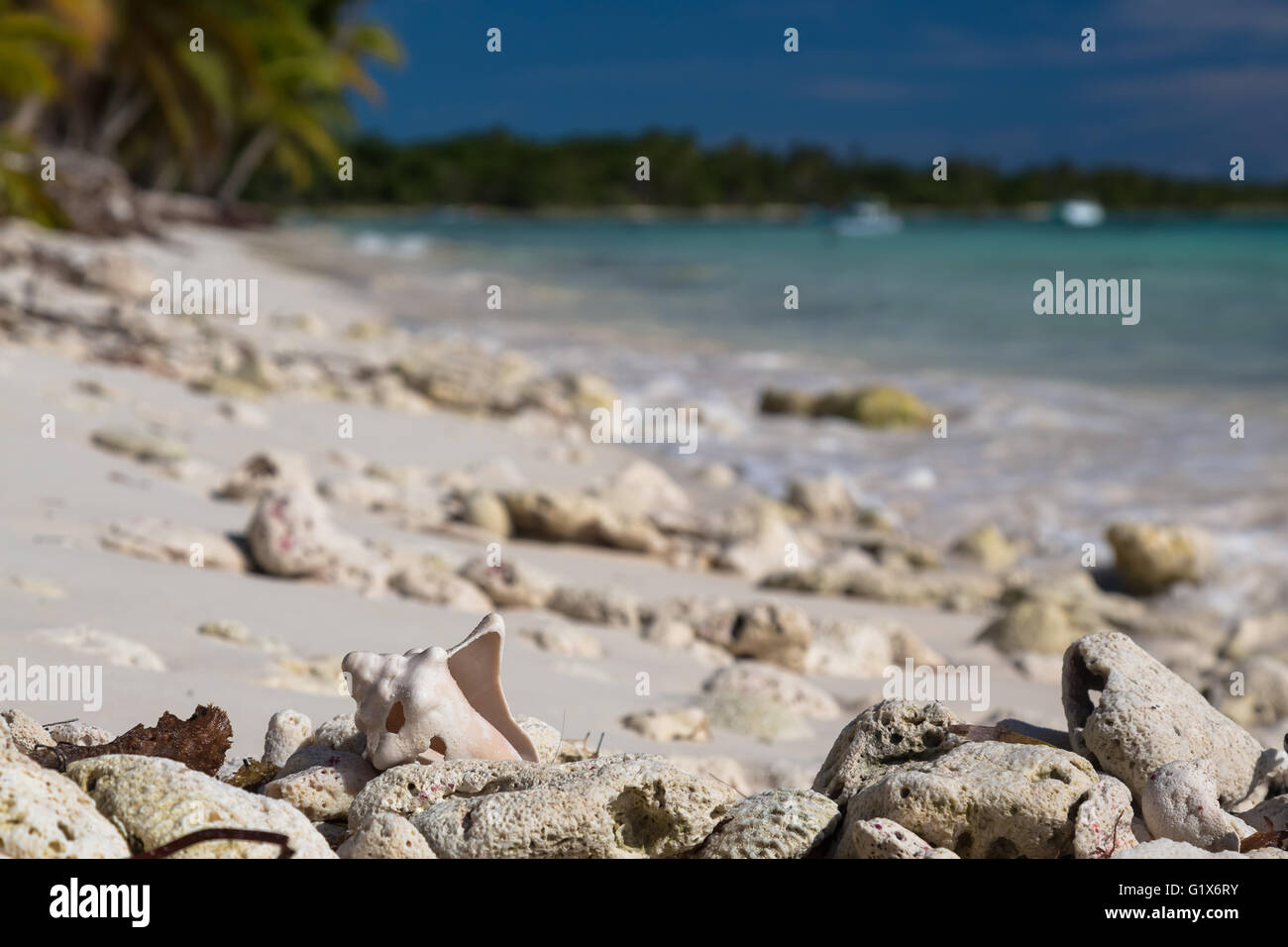 Coral sea beach summer hi-res stock photography and images - Alamy