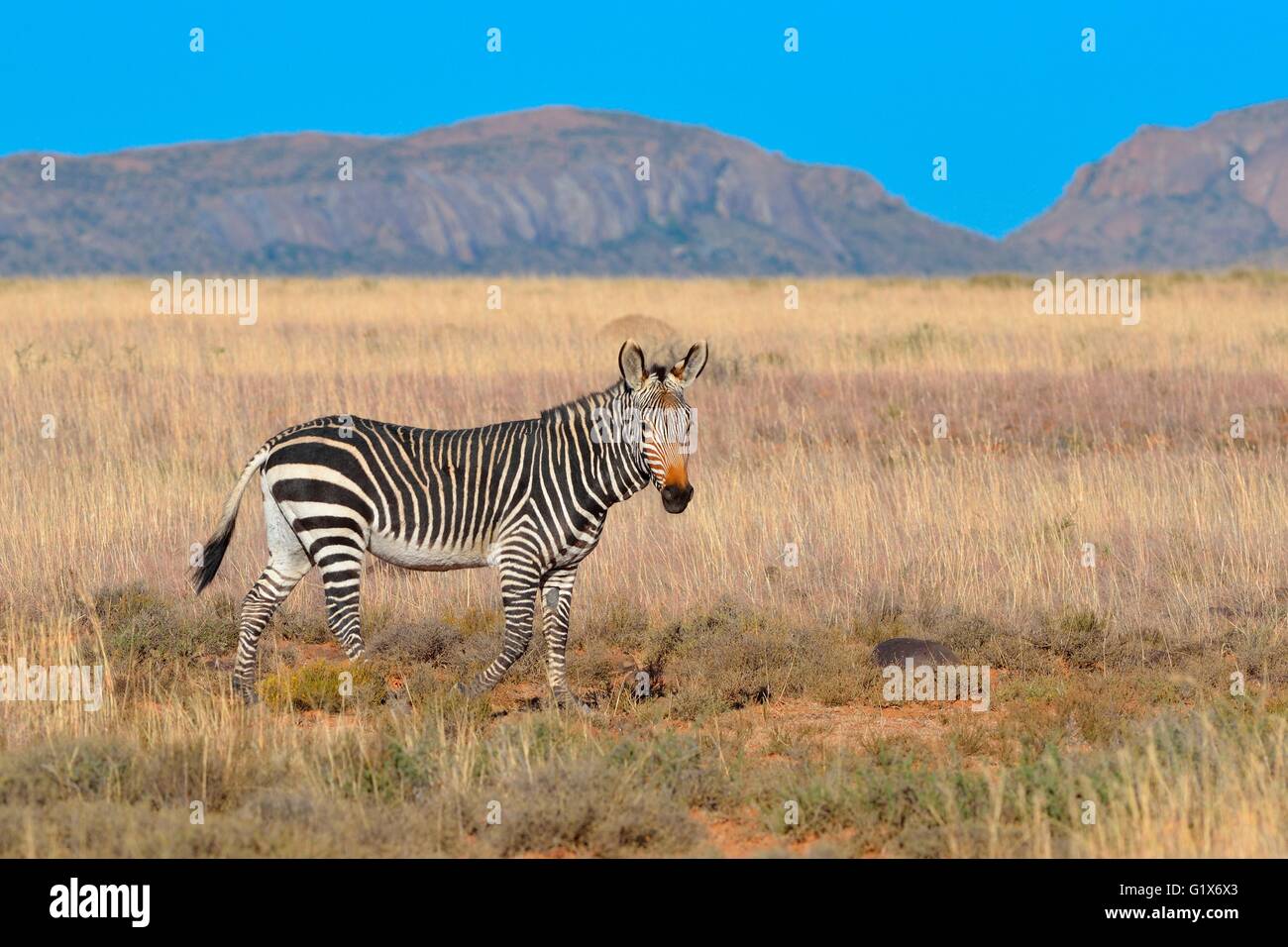 Cape Mountain Zebra (Equus zebra zebra), male, walking in the dry grass ...