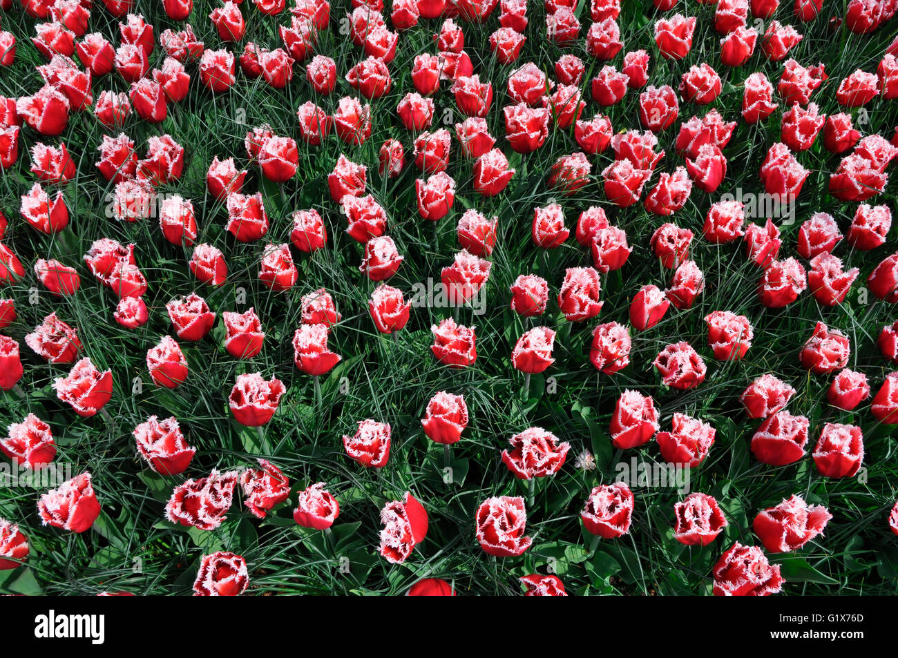 Fringed red-white tulip Queensland (Tulipa) in Keukenhof park, Lisse ...
