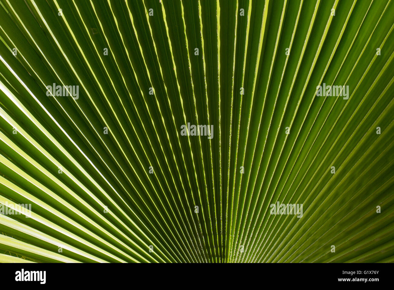 Ribbed Leaf High Resolution Stock Photography and Images - Alamy