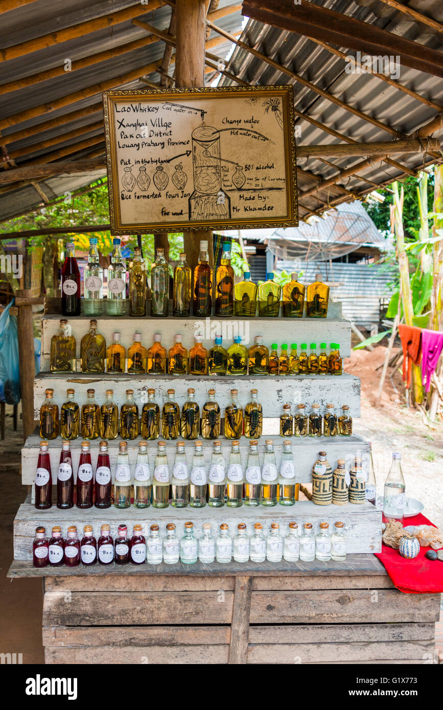 Booth, rice wine with pickled scorpions and snakes, Louangphabang ...
