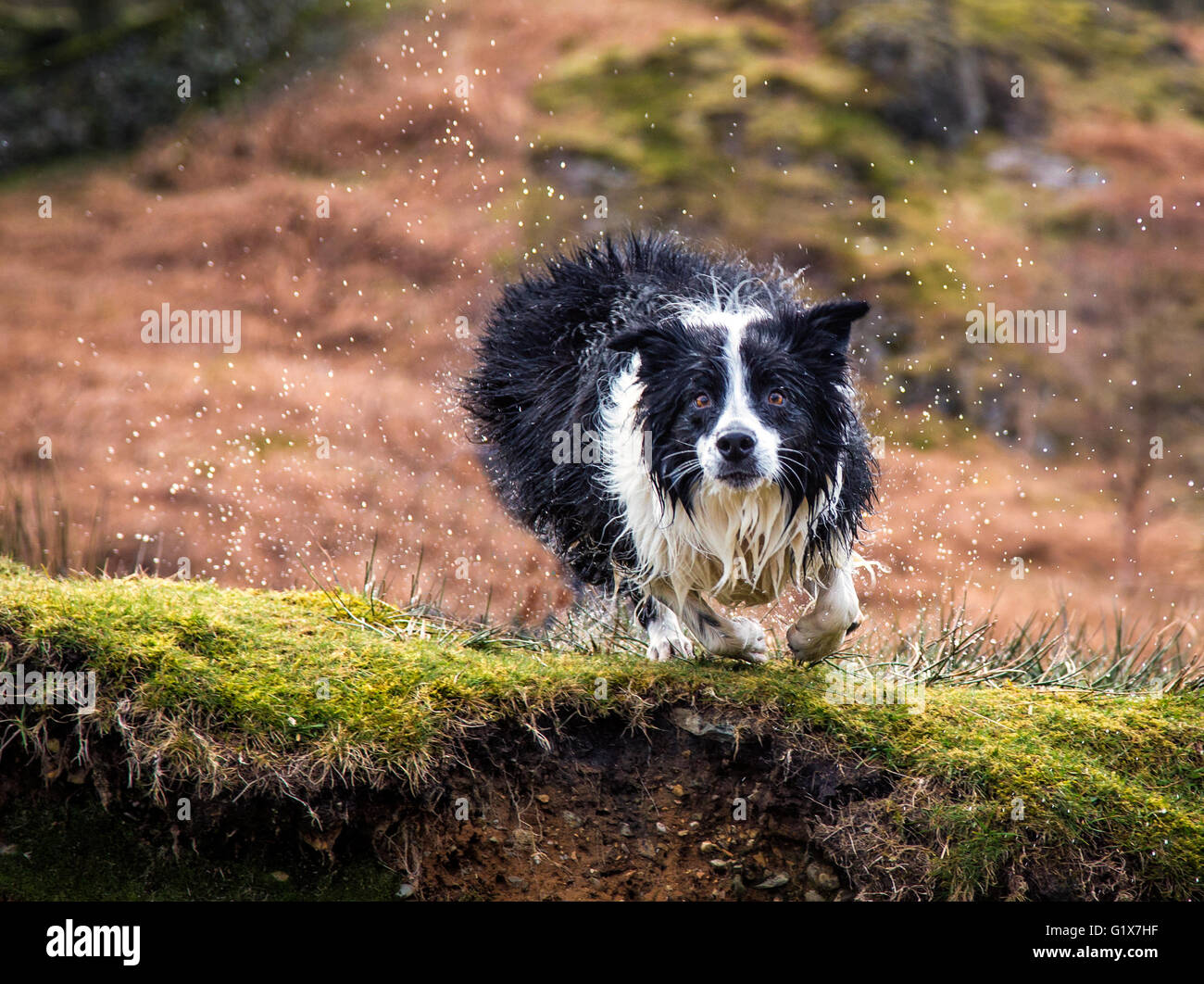 Why Do Border Collies Stare