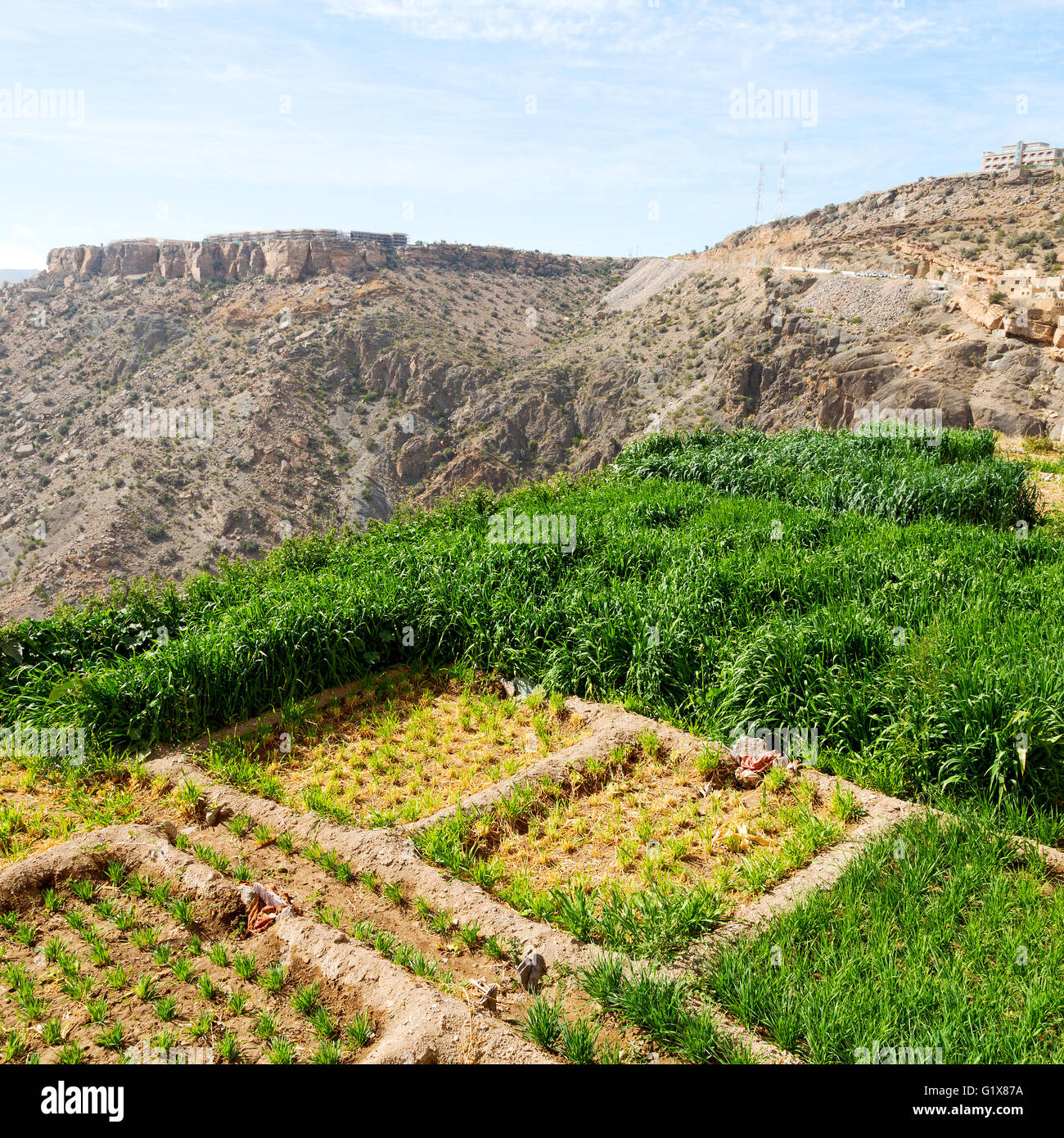 nature and color in oman the cultivation of rice plant hill Stock Photo ...