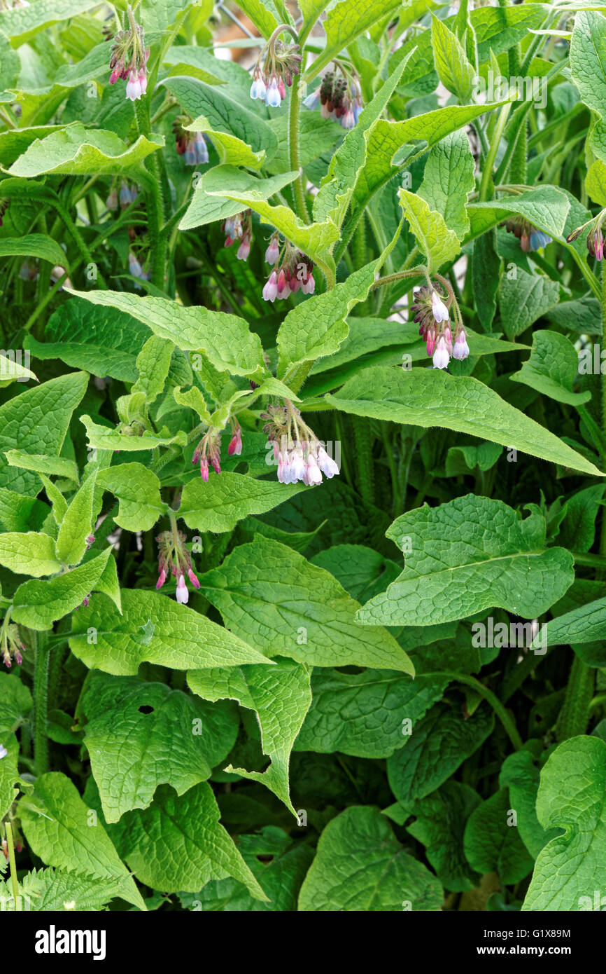 Common comfrey or true comfrey hi-res stock photography and images - Alamy