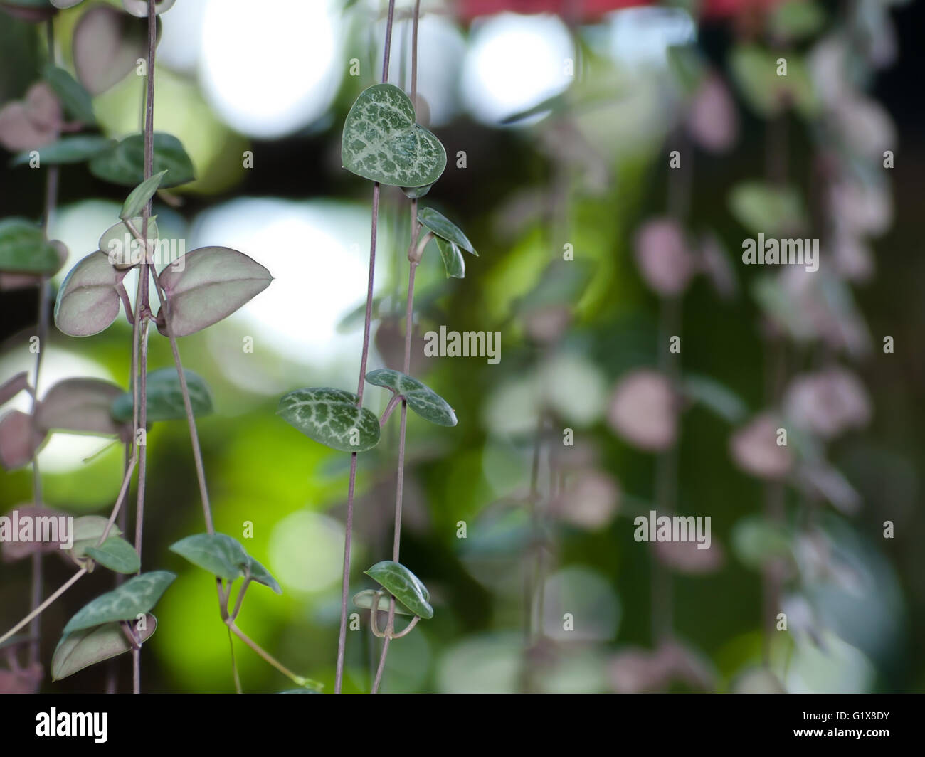 String of hearts hi-res stock photography and images - Alamy