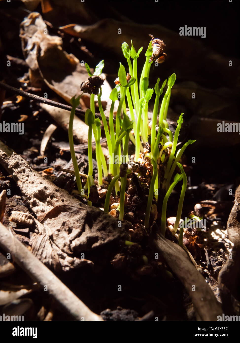 Group of young sprout Stock Photo - Alamy