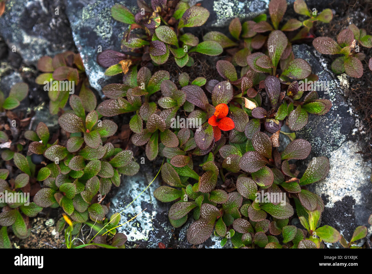 Tundra flora in vivid hi-res stock photography and images - Alamy