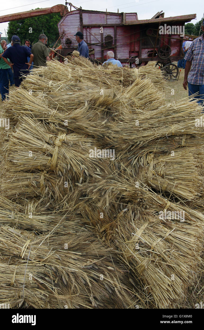 Traditional threshing in Sardinian farm Stock Photo - Alamy
