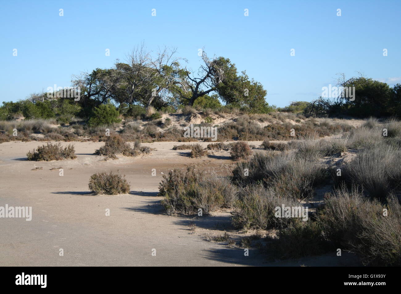 A sandy place with bushes and trees Stock Photo - Alamy