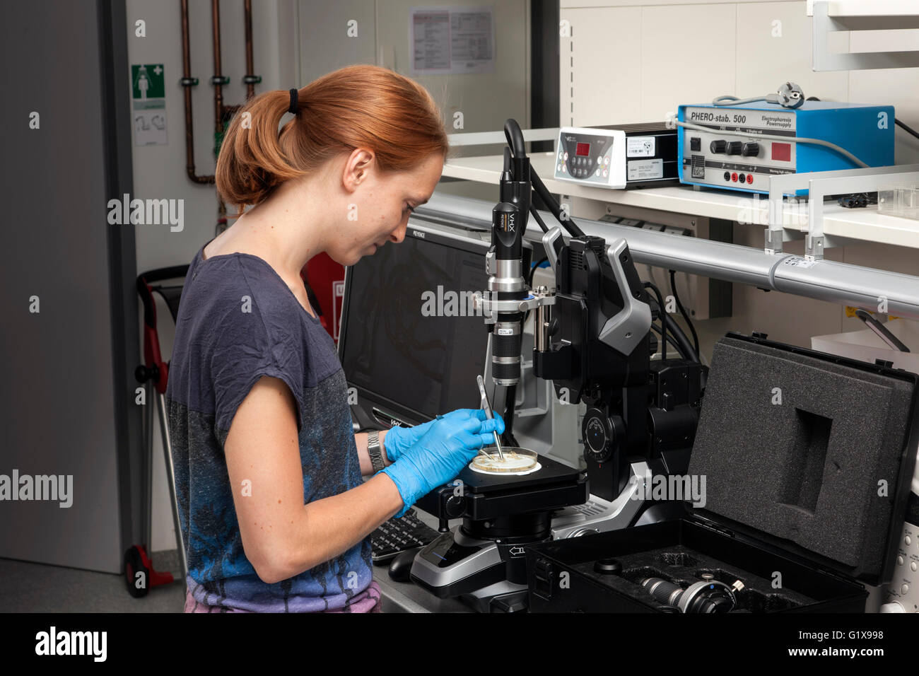 Researcher are studying the sea spiders under the microscope Stock ...