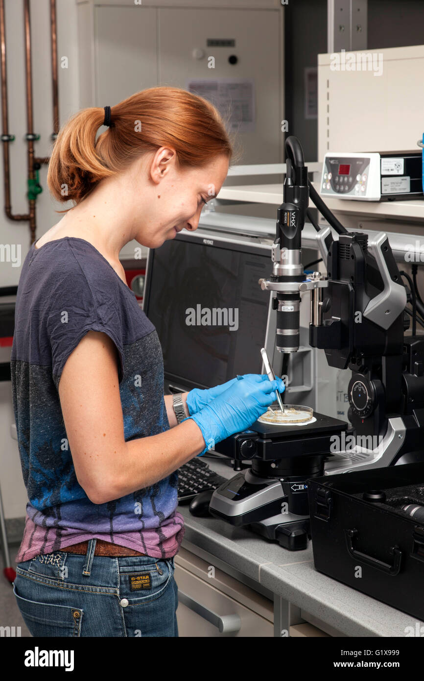 Researcher are studying the sea spiders under the microscope Stock ...