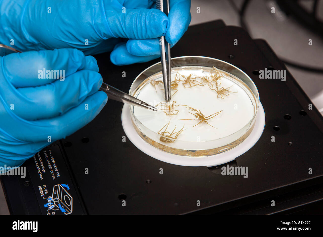 Researcher are studying the sea spiders under the microscope Stock ...