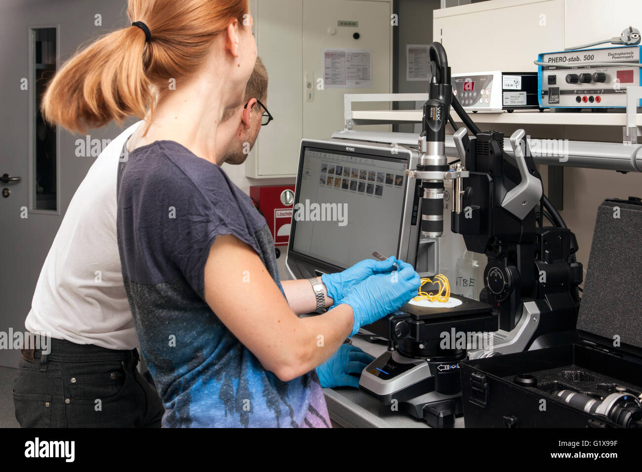 Researcher are studying the sea spiders under the microscope Stock ...