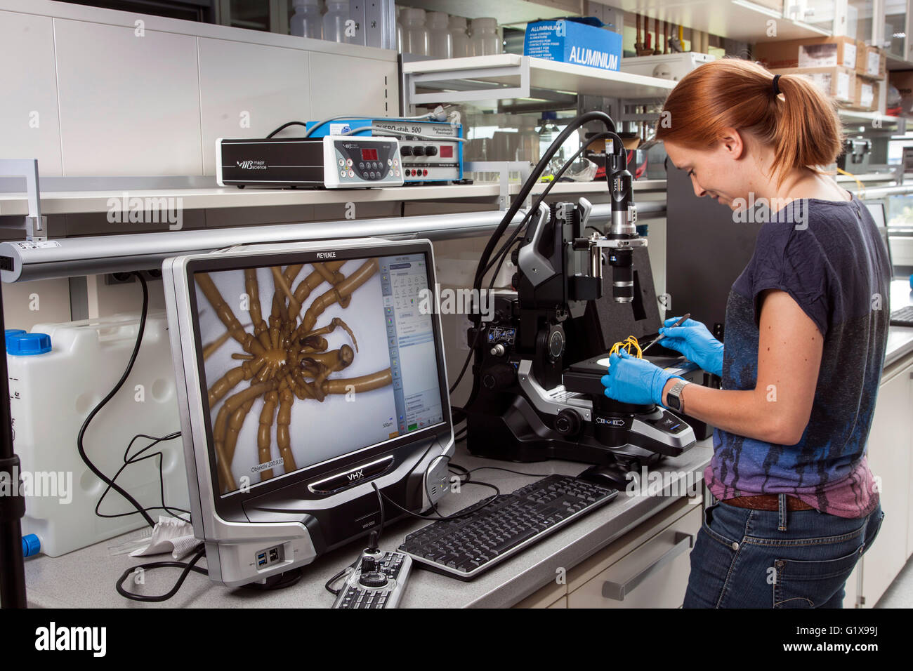 Dissecting microscope hi-res stock photography and images - Alamy
