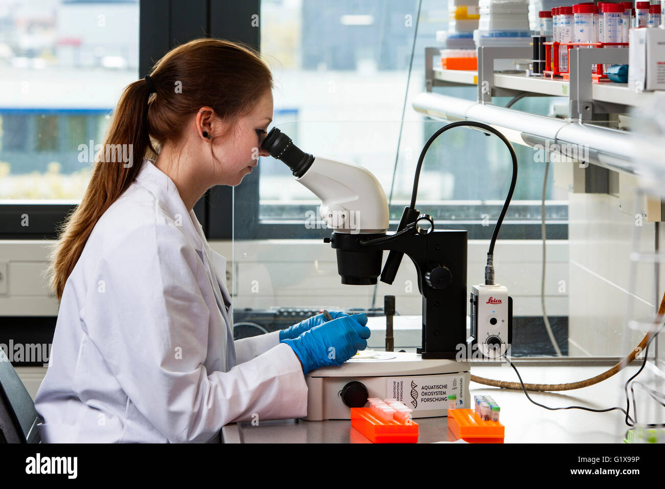 Scientist working at the microscope Stock Photo - Alamy