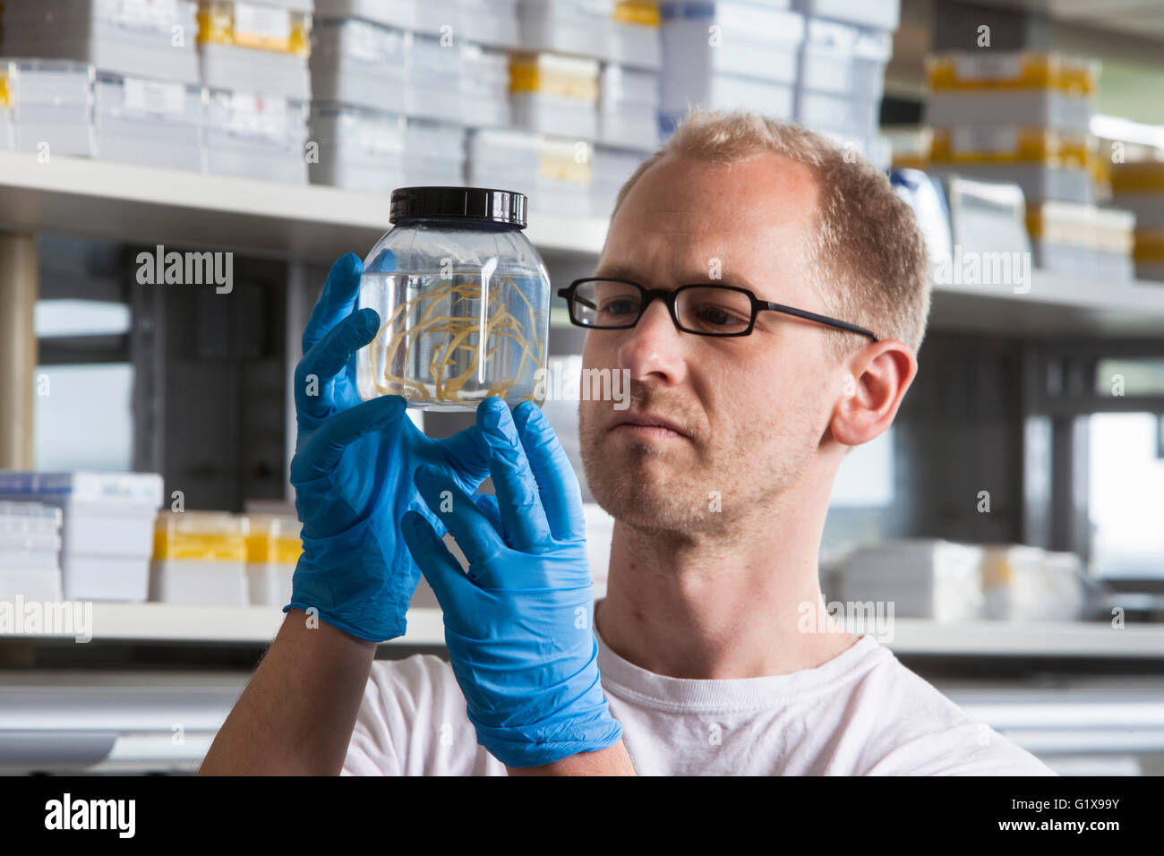 Prof. Dr. Florian Leese with sea spiders Stock Photo - Alamy